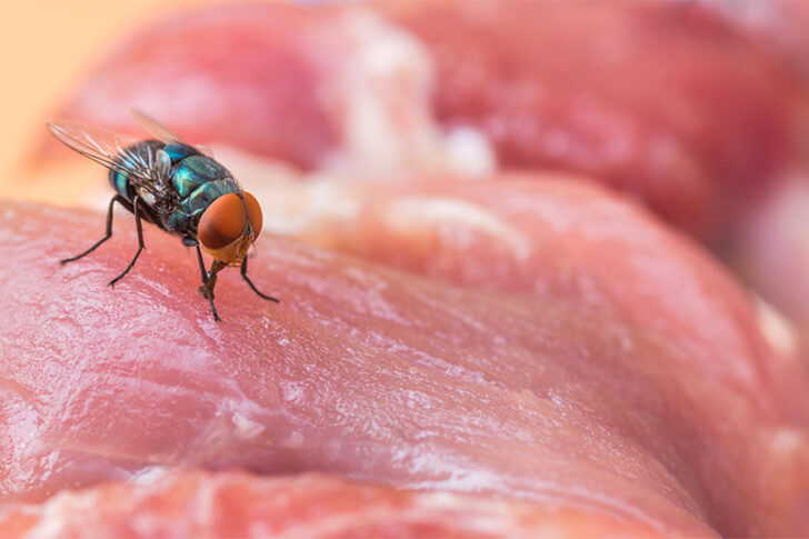 What Really Happens When a Fly Lands on Your Food – World Wise News