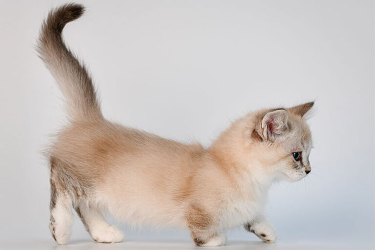 7 Loveable Cat Breeds with Short Legs – World Wise News