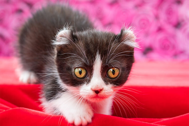 7 Loveable Cat Breeds with Short Legs – World Wise News